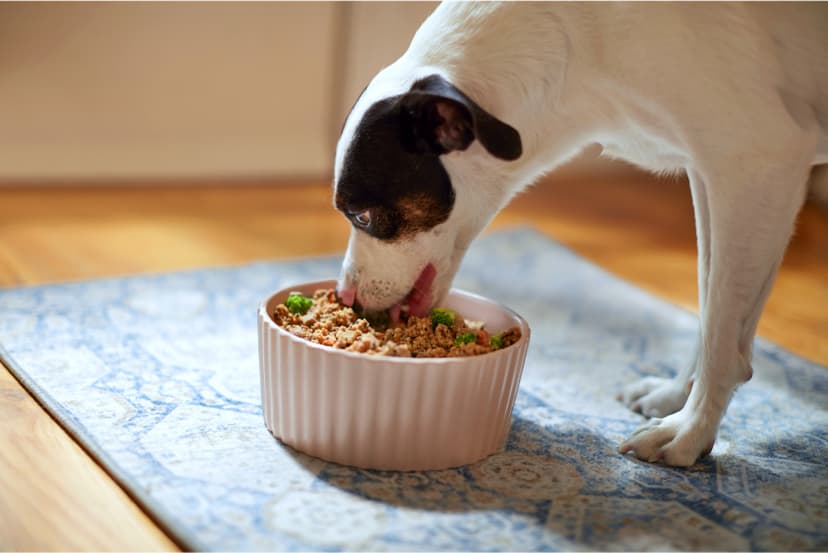 Dog Food with Real Lamb & Vegetables: Lip Lickin’ Lamb