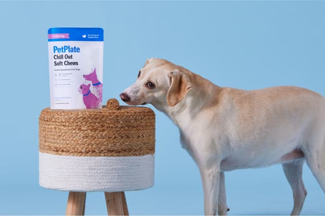 Chill Out Soft Chews 4-Pack